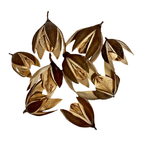 Lily Flower Pod | WIO