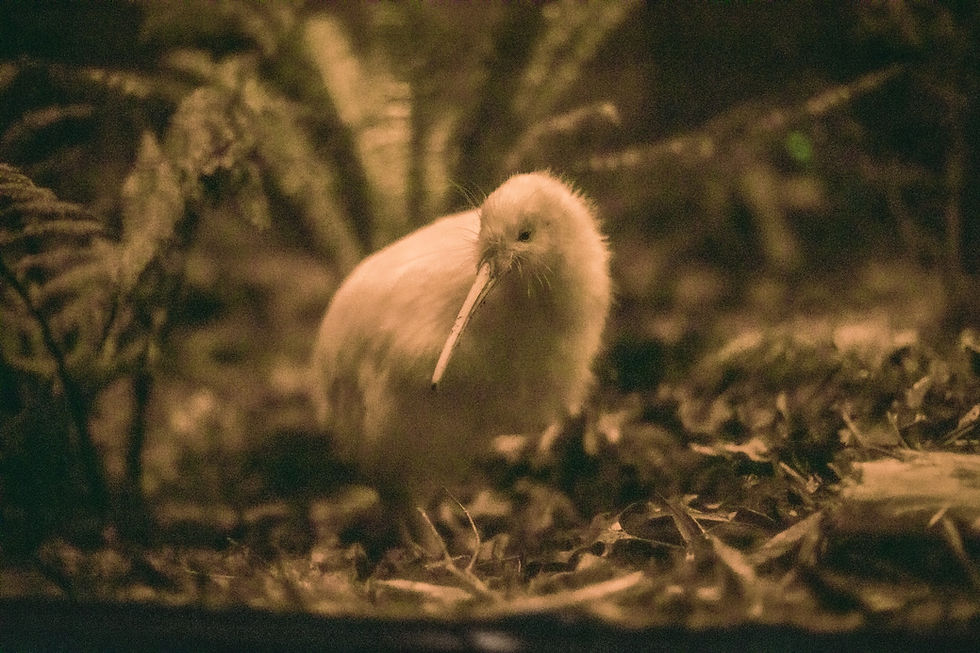 Ontdek waar je kiwi vogels kunt spotten in Nieuw-Zeeland