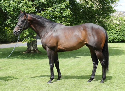 INVINCIBLE ARMY | laroutedesetalons