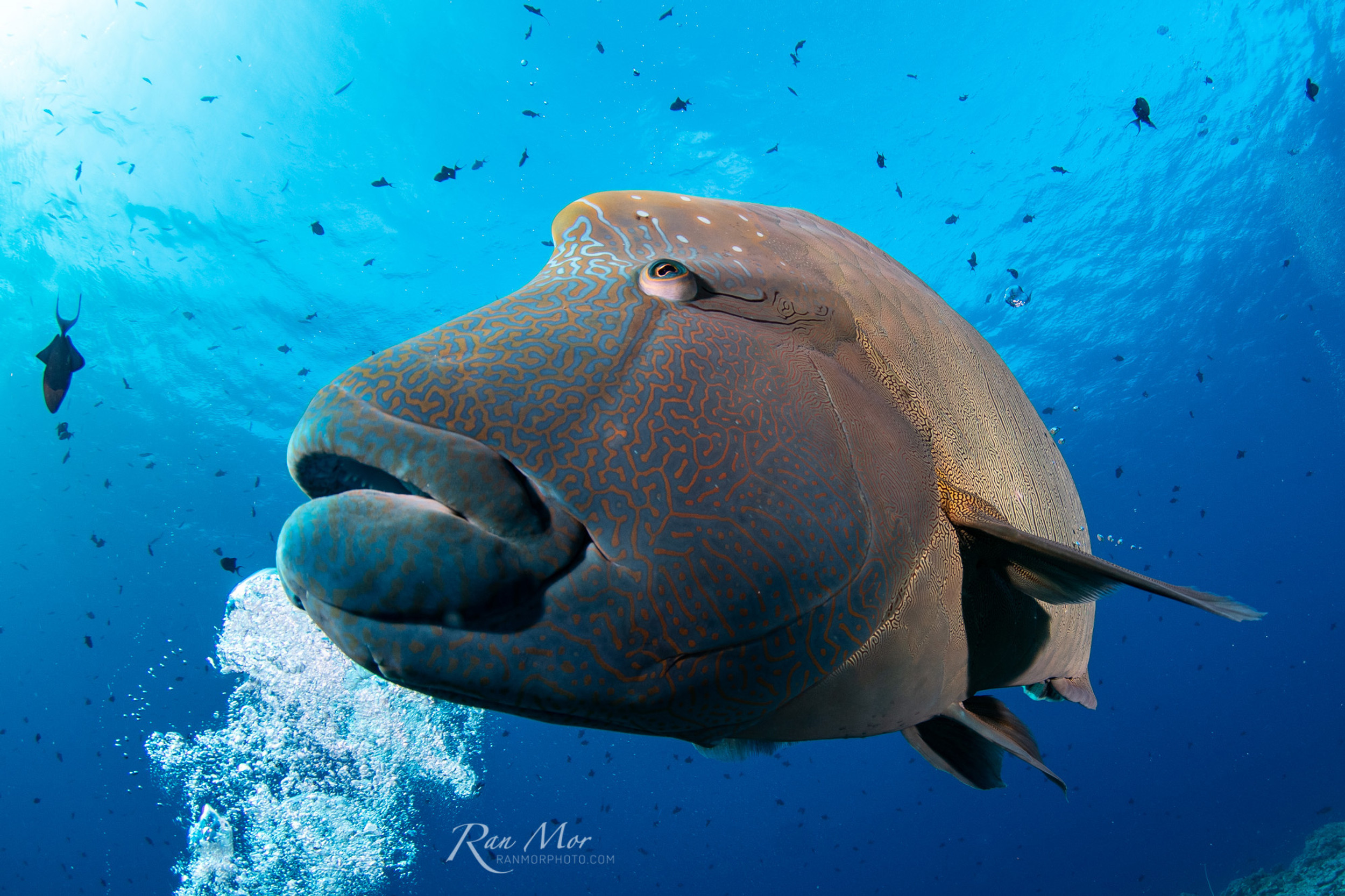 Palau | Dive Trip | Dive And More