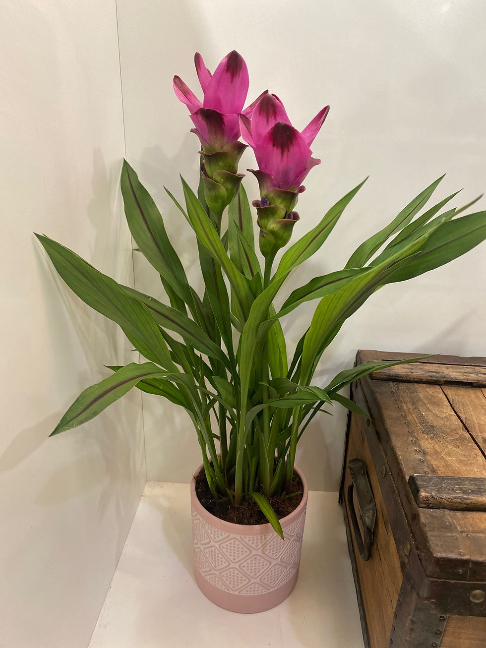 Boutique | Gilda Fleurs