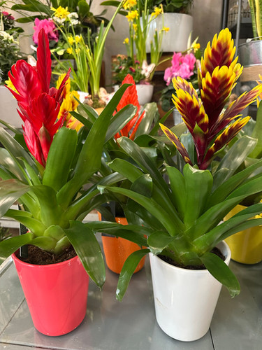 Bromelia | Gilda Fleurs & Les voix des anges