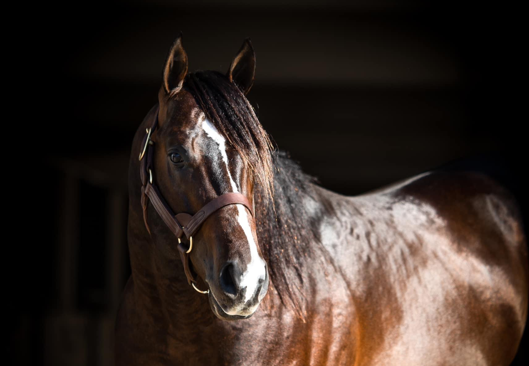 BREAKING: Promising Young Sire Jess Send Cupid Sells Sunday in Solo ...