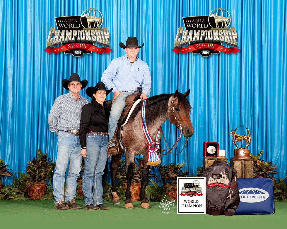 Meteles Cat | Solo Select Horses