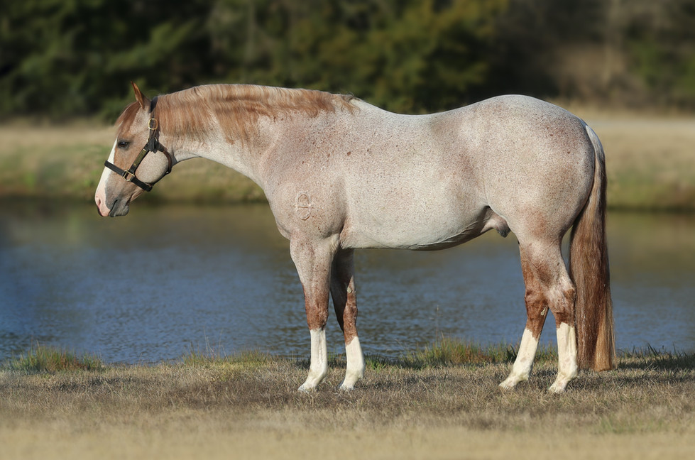 Specs | Metallic Cattack