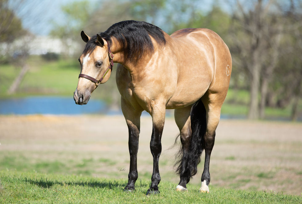 Roll Your Nickles | Solo Select Horses