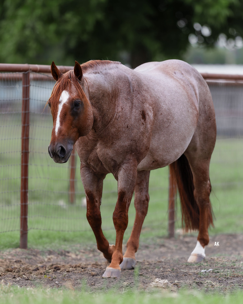 Metallics MVP | Solo Select Horses