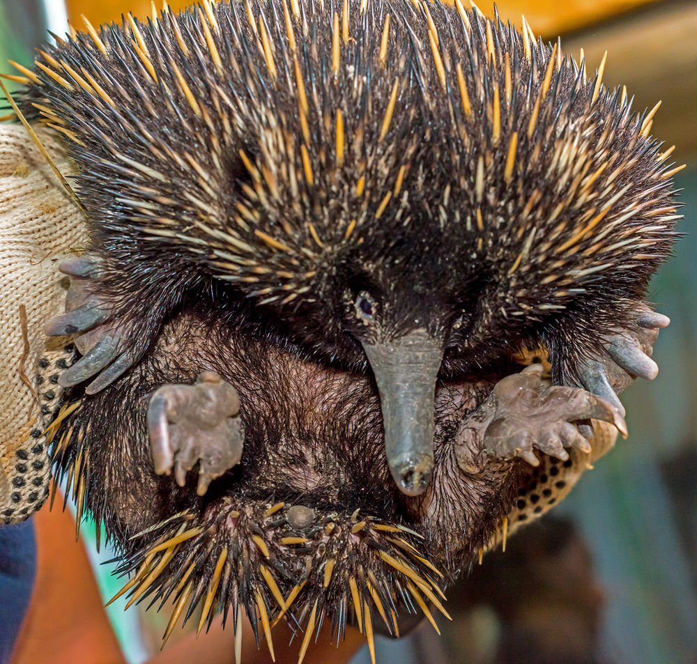 Equidnas, uma mistura de tamanduá, porco-espinho e ave