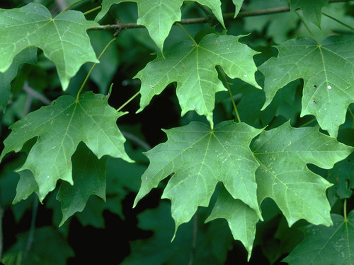 Sugar Maple | CrowWingSWCD