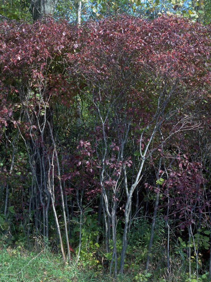 Shrubs | CrowWingSWCD