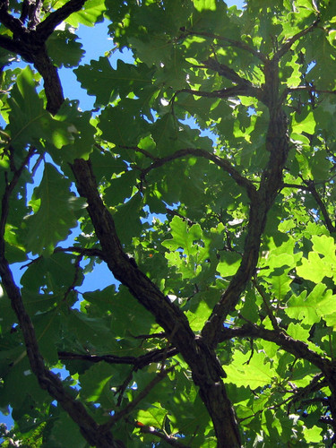 Bur Oak | CrowWingSWCD