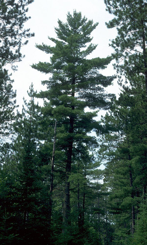 White Pine | CrowWingSWCD