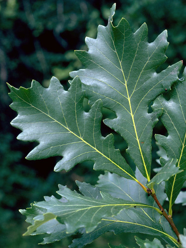 White Oak | CrowWingSWCD