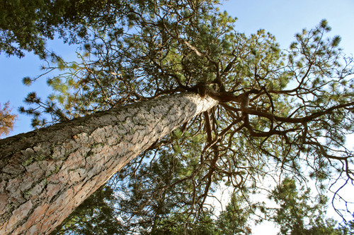 Red Pine (Norway) | CrowWingSWCD