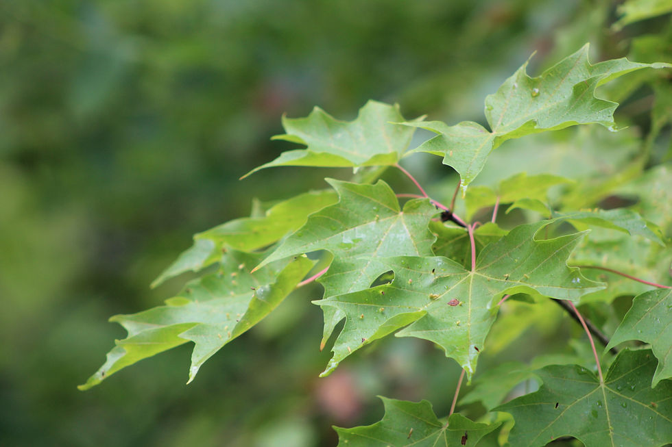 Trees | CrowWingSWCD