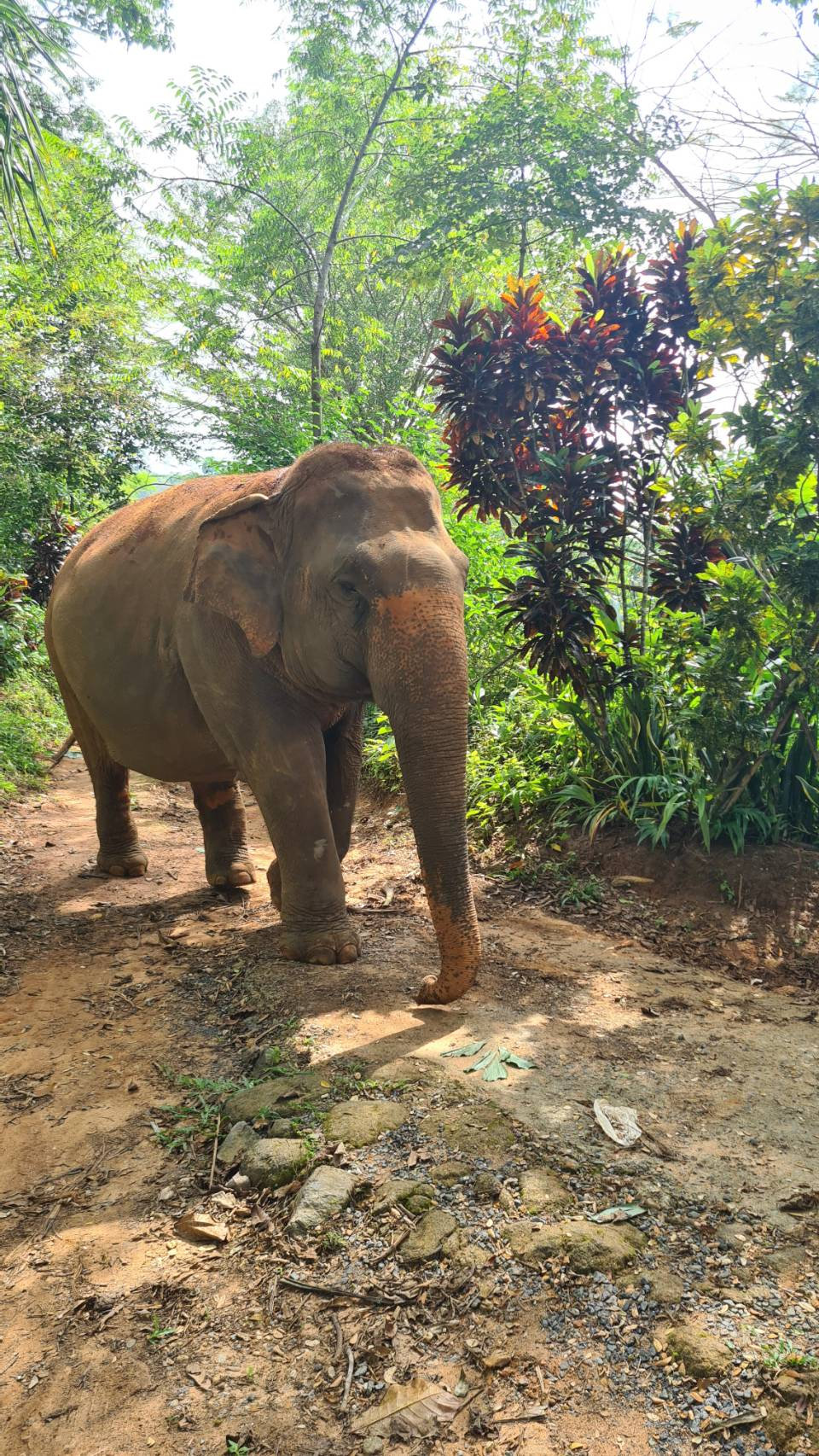 Khao Sok Elephant