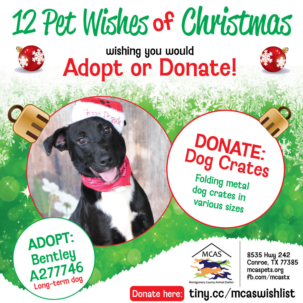 12 Pet Wishes of Christmas! DAY 1: Our homeless pets are wishing you ...