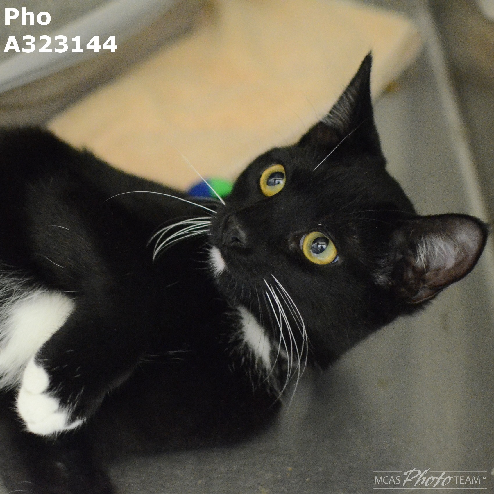 Montgomery County Animal Shelter - Conroe, Texas