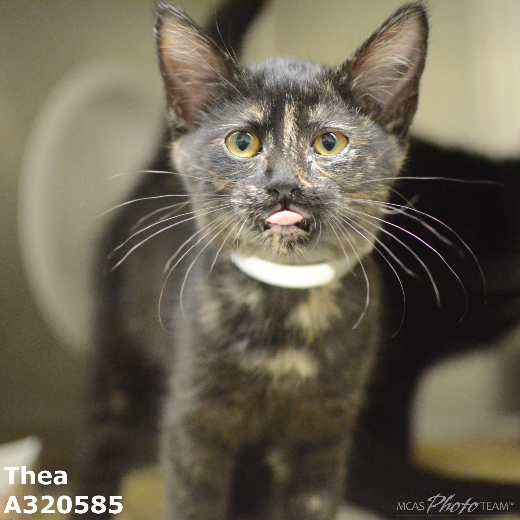 Montgomery County Animal Shelter - Conroe, Texas