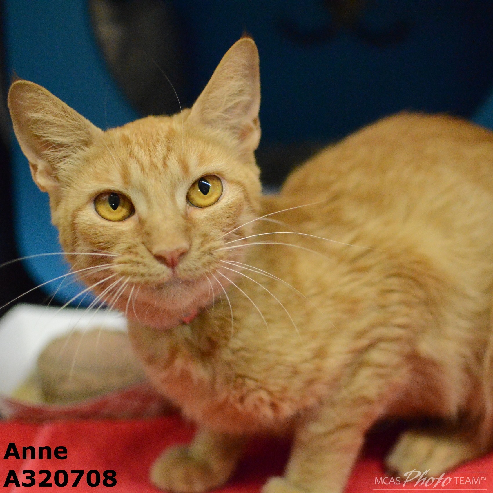 Montgomery County Animal Shelter - Conroe, Texas