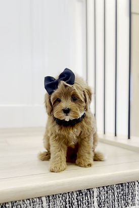 Goldendoodle Breeder | Pawsitively Perfect Doodles | United States