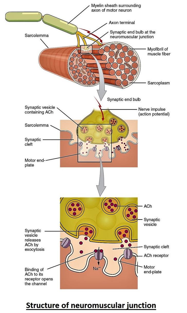 Neuromuscular junction