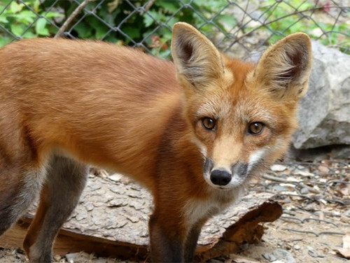 Visite IMMERSION | Le Havre de la Faune