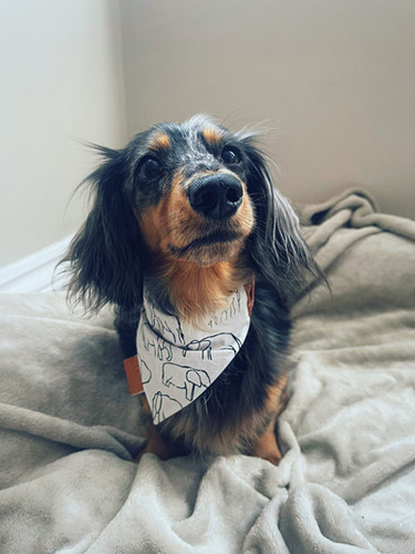 Double Sided Elastic Bandana - Savannah | The Empawrium