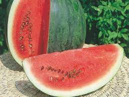 Early Canada Watermelon | Dunrobin Nursery