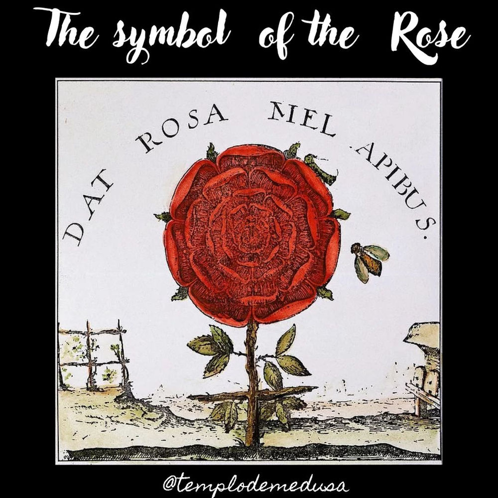 The Symbol of the Rose