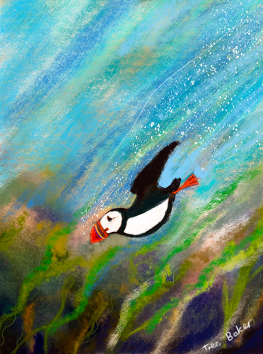 Puffin Dive. Print. | Tree Baker Art