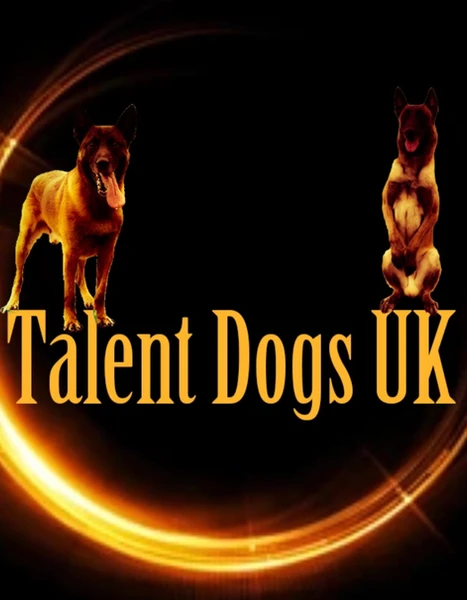 Programs | Enigma Canine