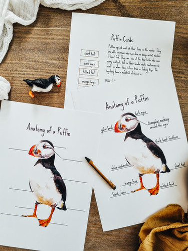Puffin Anatomy | Thistles & Biscuits
