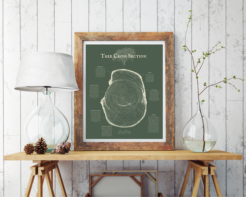 Cross Section Tree Print | Thistles & Biscuits
