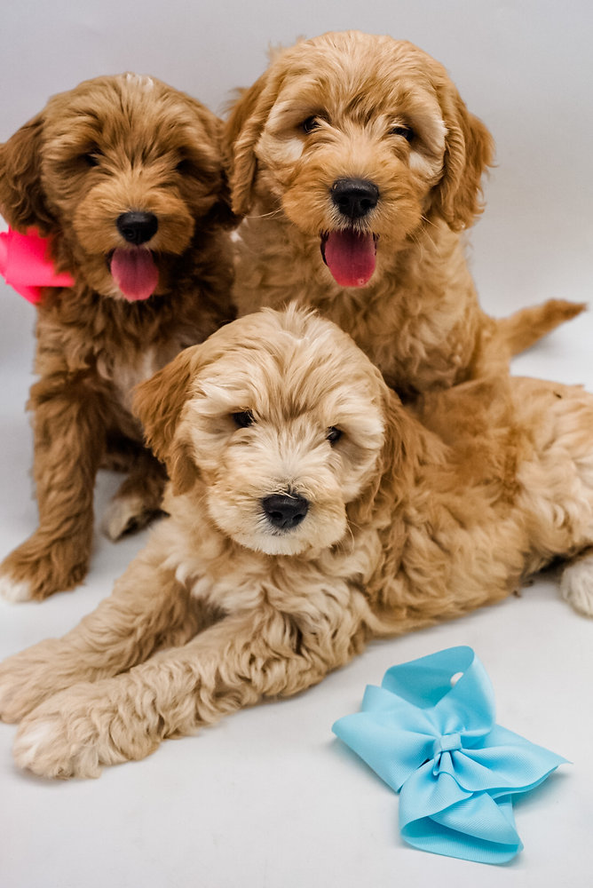 River Falls Goldendoodles Summer Safety Tips+
