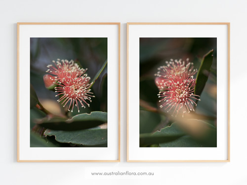 'Endangered Beauties' - Eucalyptus nutans (Red-flowered Moort) print ...