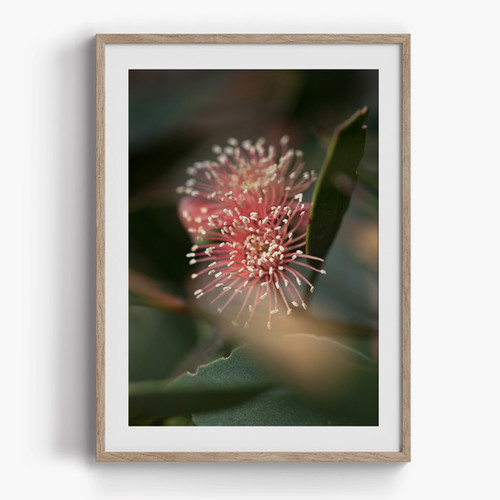 Framed print: Eucalyptus nutans (Red-flowered Moort) II | AUSTRALIAN FLORA