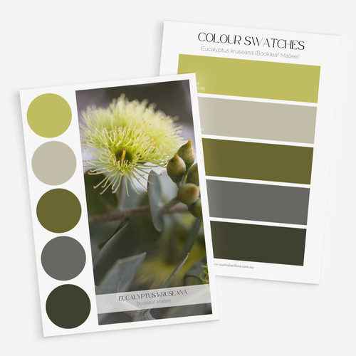 Colours of Australia: Bookleaf mallee palette | AUSTRALIAN FLORA