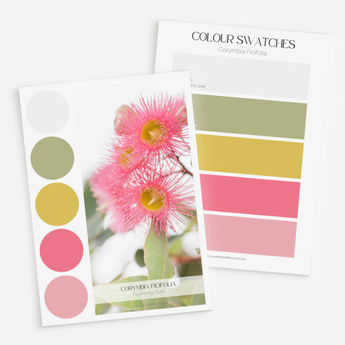 Colours of Australia: Flowering Gum colour palette | AUSTRALIAN FLORA
