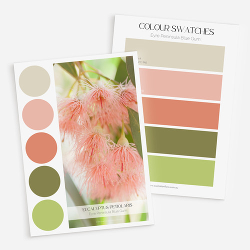 Colours of Australia: Eucalyptus petiolaris palette | AUSTRALIAN FLORA
