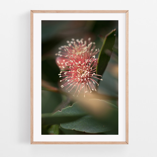 Eucalyptus nutans (Red Flowered Moort) #2 | AUSTRALIAN FLORA