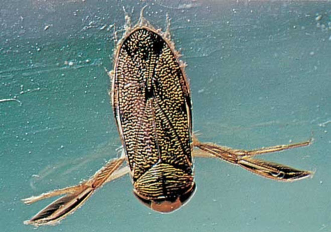 Swimming Pool Bugs