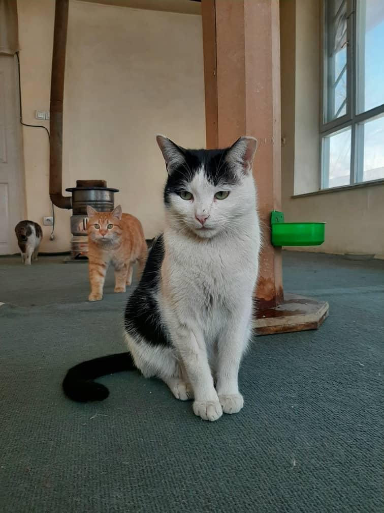 Cats | Kabul Small Animal R