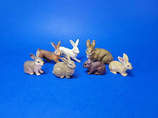 North American and European Collection | Curious Compendium