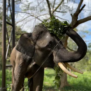 Elephant Adoption (3 months) | Elephant Kingdom San