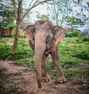 Elephant Adoption (3 months) | Elephant Kingdom San