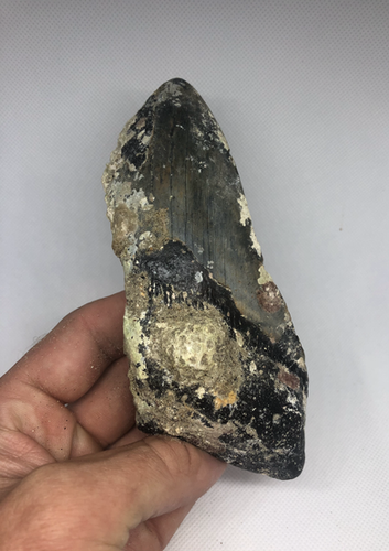 5.72" Uncleaned Fossil Megalodon Shark Tooth | Shark Teeth Mega Store