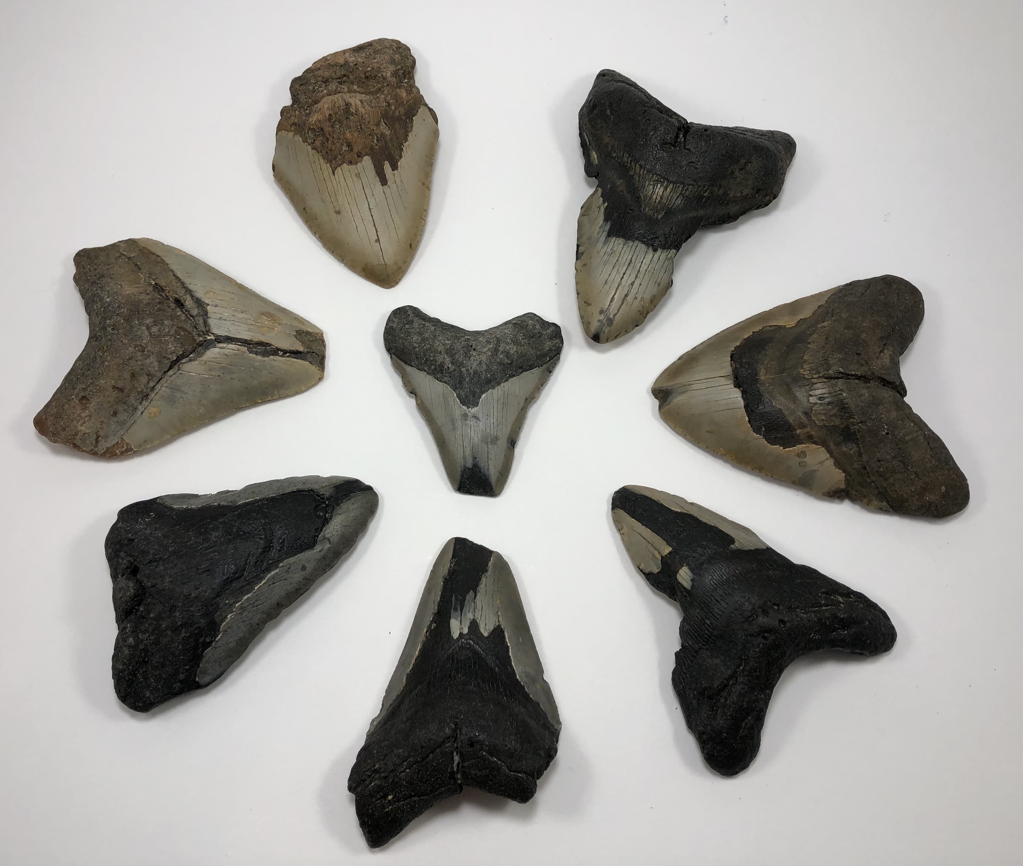 Small B-grade Megalodon Tooth Home Décor Home & Living etna.com.pe