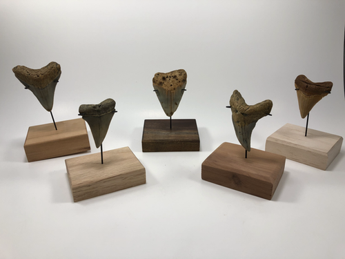 Custom Small Wood Base Megalodon Inverted Metal Shark Tooth Stand—Great ...