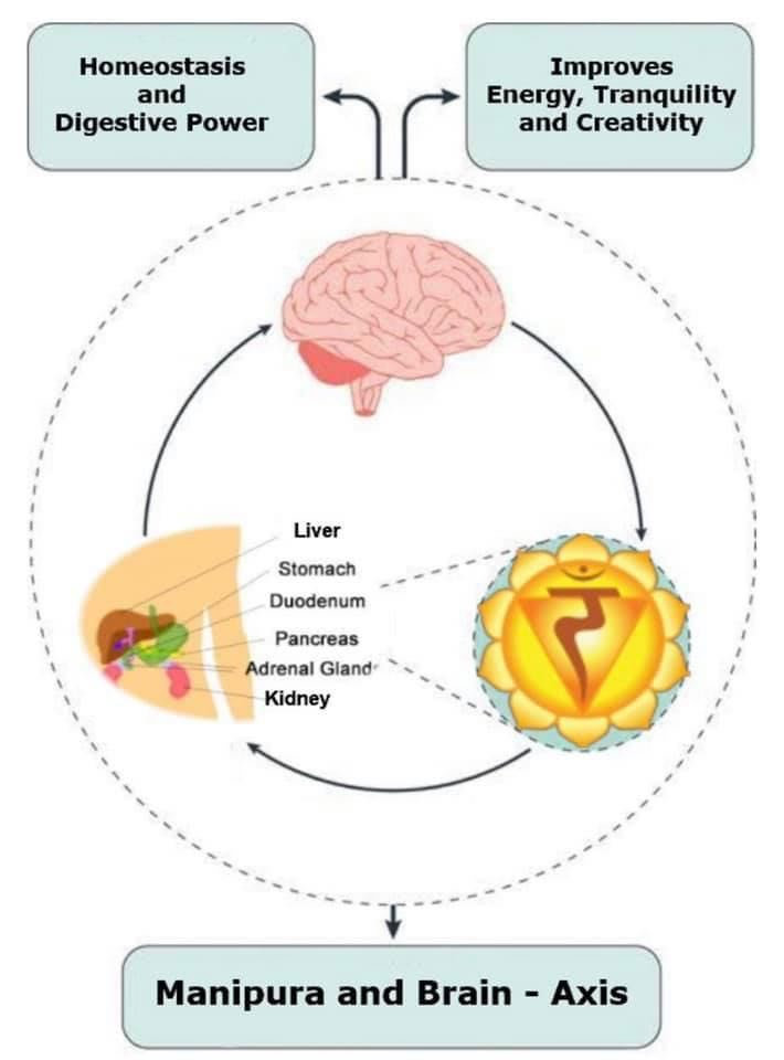 The Pancreas and the Connection to the Solar Plexus!